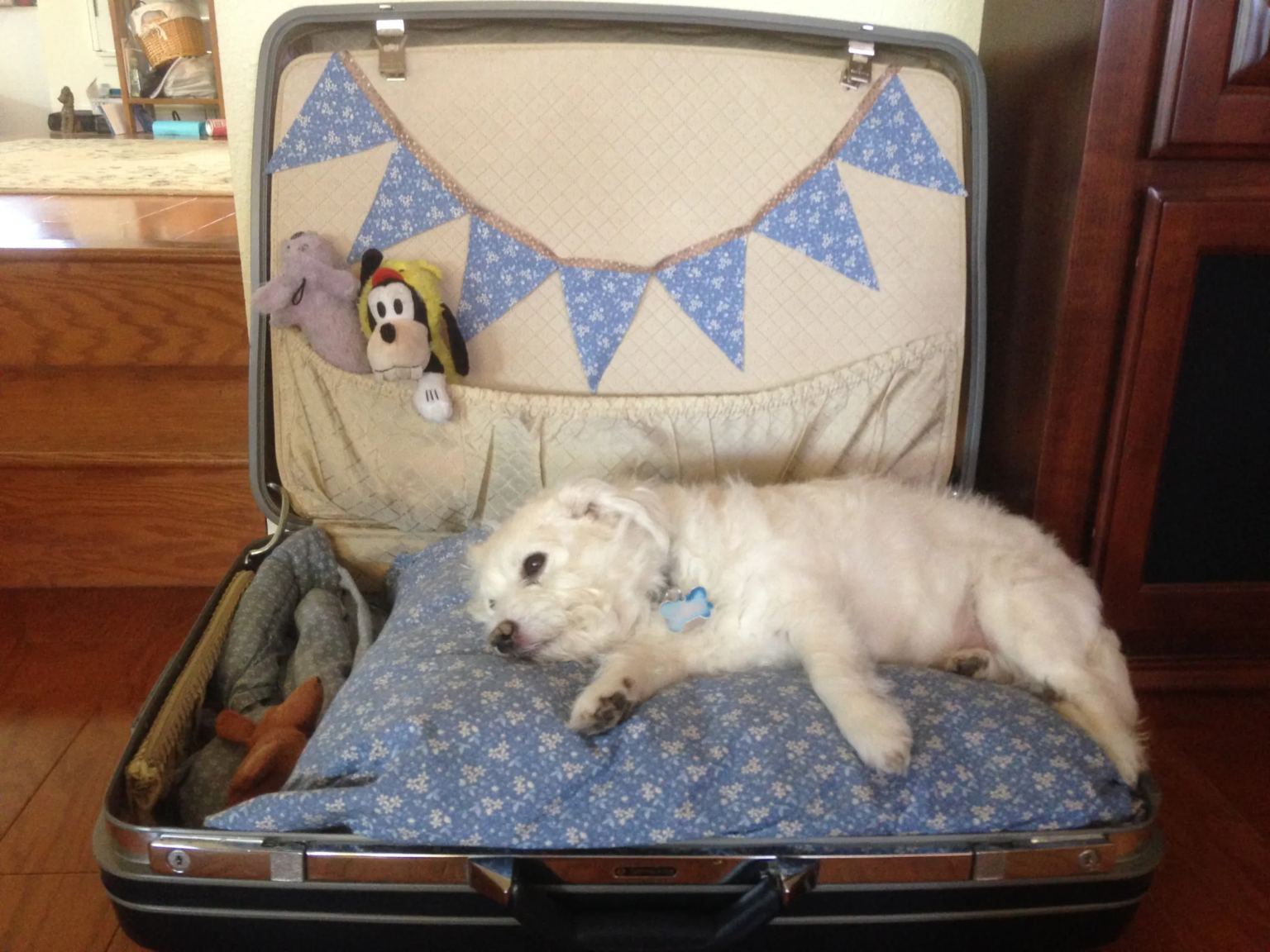 Creative Upcycled Pet Project Ideas Your Pets Will Love