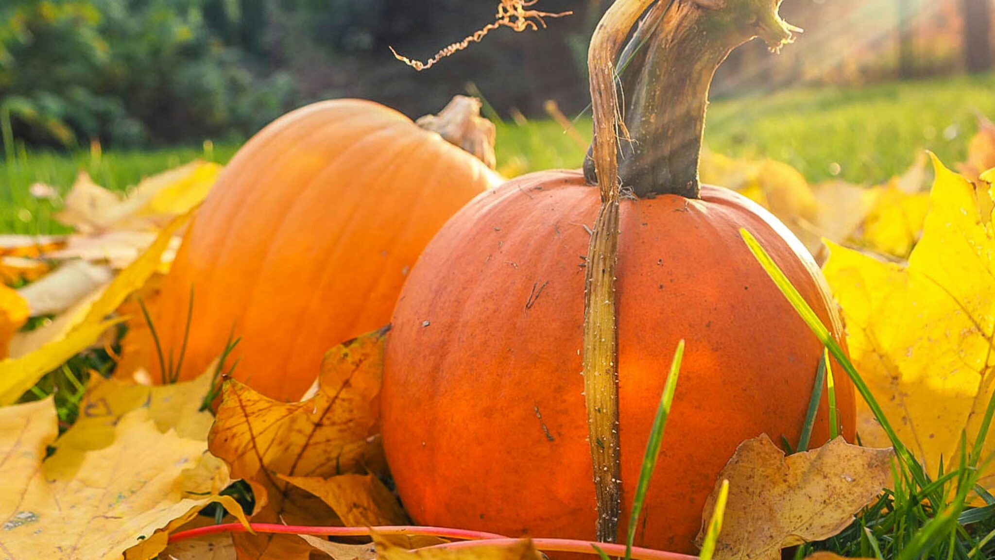 Autumn Bucket List