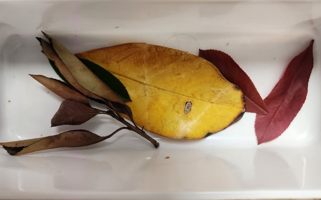 Leaf Cutting Activity For Preschoolers